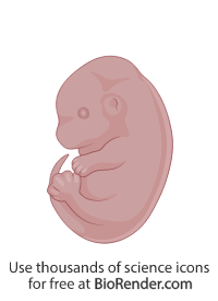 Free Mouse brain (sagittal cut, hippocampus) Icons, Symbols & Images ...