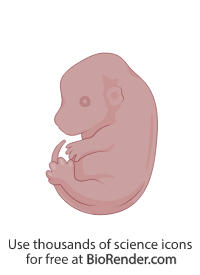 Free Mouse brain (sagittal cut, hippocampus) Icons, Symbols & Images ...