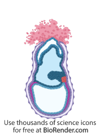 Free Mouse brain (sagittal cut, hippocampus) Icons, Symbols & Images ...