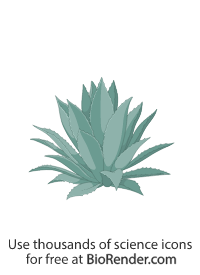 Free Agave (Agave americana) Icons, Symbols & Images | BioRender