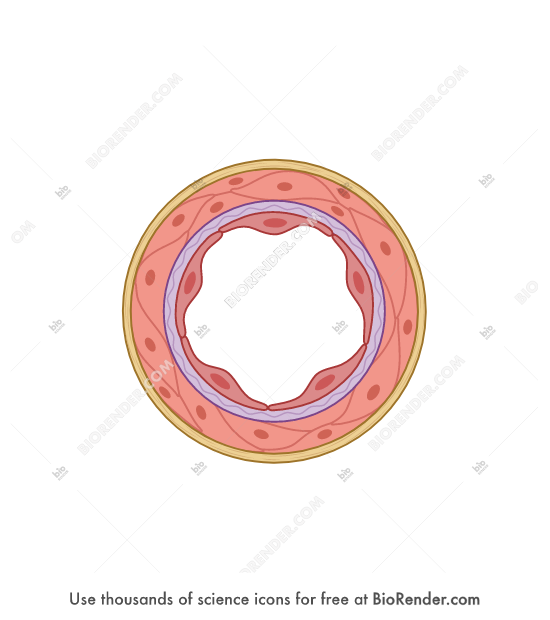 Free Vessel cross-section (arteriole) Icons, Symbols & Images | BioRender