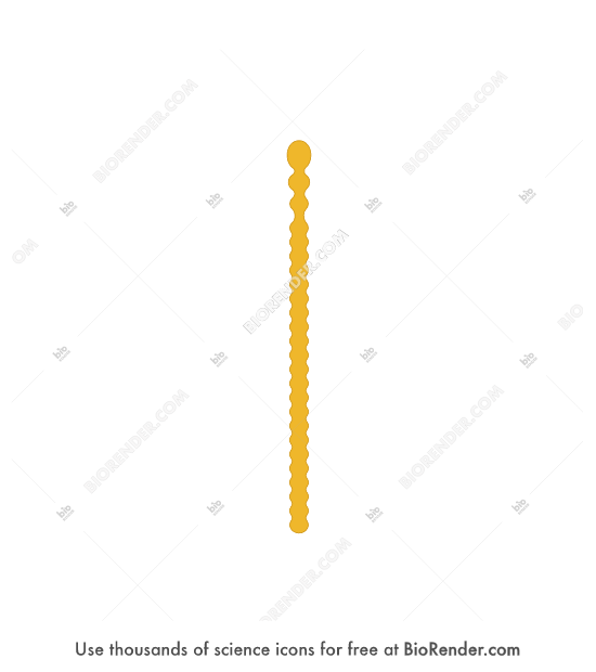 Free Sympathetic trunk (wide) Icons, Symbols & Images | BioRender