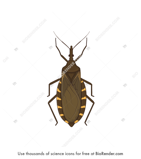 Free Kissing bug (Triatoma gerstaeckeri) Icons, Symbols & Images ...