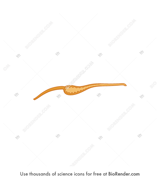 Free Zebrafish (embryo, protruding mouth, intestinal tract) Icons ...