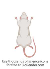 Free Rat (supine, curved tail) Icons, Symbols & Images | BioRender