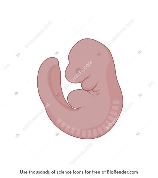 Free Mouse embryo (E8.75) Icons, Symbols & Images | BioRender