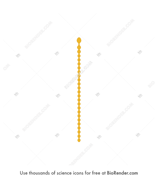 Free Sympathetic trunk Icons, Symbols & Images | BioRender