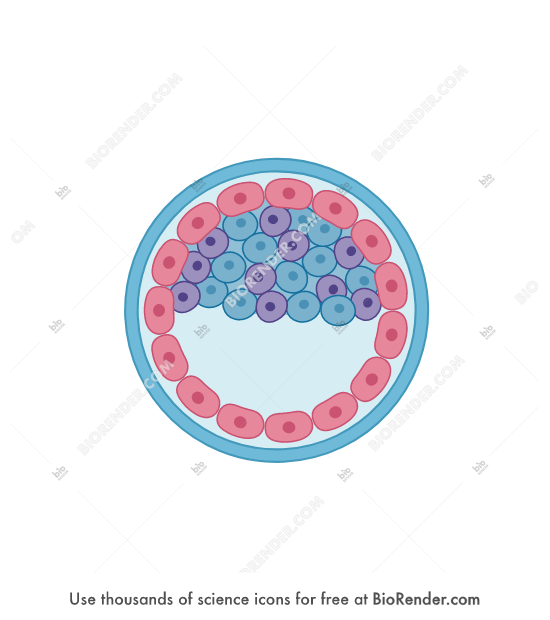 Free Mouse development (E3.5, early blastocyst) Icons, Symbols & Images ...