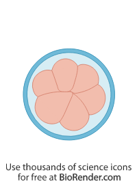 Free Mouse development (E2.5, 8-cell compacted morula) Icons, Symbols ...