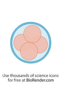 Free Mouse development (E2.0, 4-cell) Icons, Symbols & Images | BioRender