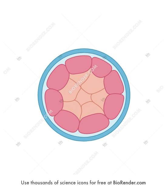 Free Mouse development (E3.0, 32-cell compacted morula) Icons, Symbols ...