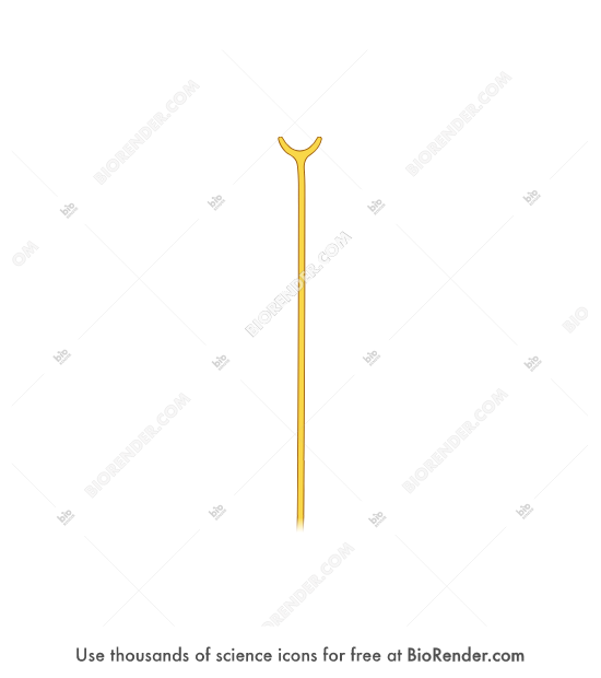 Free Vestibular nerve ending (long, type 2) Icons, Symbols & Images ...