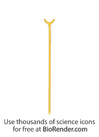 Free Vestibular nerve ending (long, type 2) Icons, Symbols & Images ...