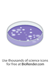 Free Petri dish plaque assay Icons, Symbols & Images | BioRender
