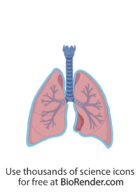 Free Lungs with pleura Icons, Symbols & Images | BioRender