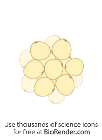 Free Adipose tissue (large adipocytes) Icons, Symbols & Images | BioRender