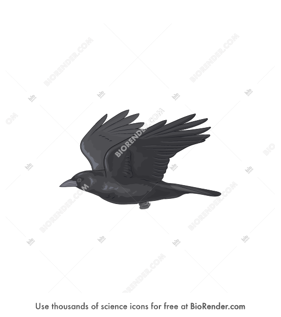Free American crow (Corvus brachyrhynchos, flying) Icons, Symbols ...