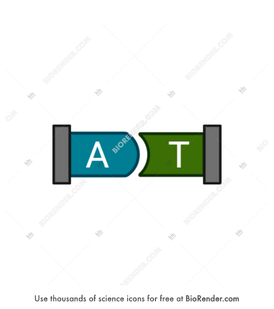 Free Base pair (A-T, horizontal) Icons, Symbols & Images | BioRender