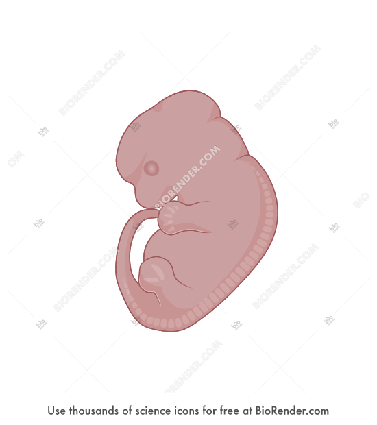 Free Mouse embryo (E12.5) Icons, Symbols & Images | BioRender