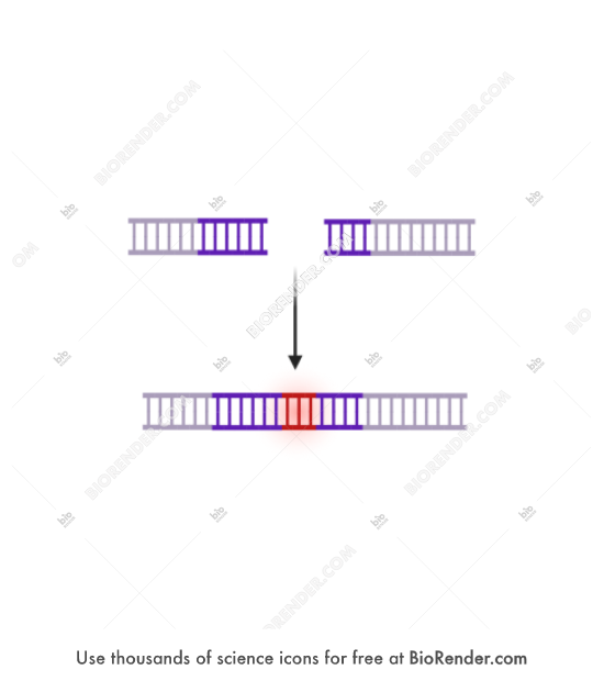 Free Non-homologous end joining Icons, Symbols & Images | BioRender