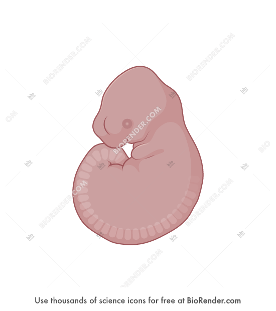 Free Mouse embryo (E10.5) Icons, Symbols & Images | BioRender
