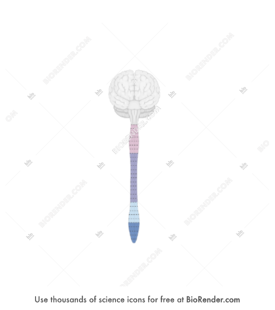Free Anterior spinal cord with brain (with cervical, thoracic, lumbar ...