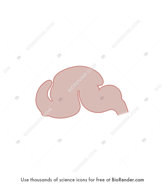 Free Mouse fetal brain (E15.5) Icons, Symbols & Images | BioRender