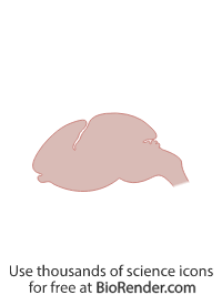 Free Mouse embryo brain (lateral, P0.5) Icons, Symbols & Images | BioRender