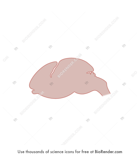 Free Mouse embryo brain (lateral, P0.5) Icons, Symbols & Images | BioRender