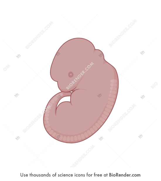 Free Mouse embryo (E11.5) Icons, Symbols & Images | BioRender