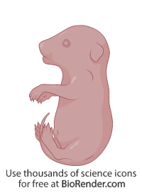 Free Mouse (intramuscular injection) Icons, Symbols & Images | BioRender