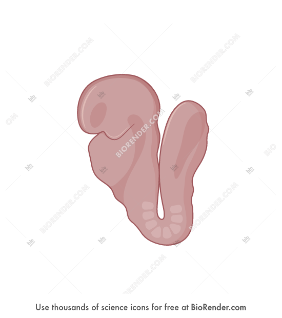 Free Mouse embryo (E8.5) Icons, Symbols & Images | BioRender