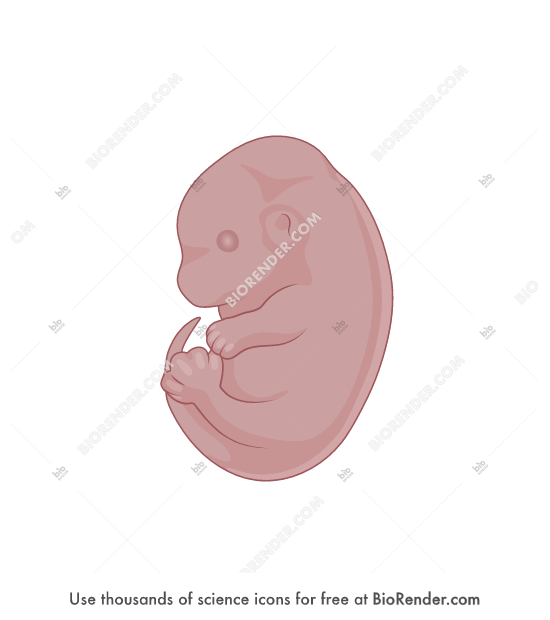 Free Mouse embryo (E13.5) Icons, Symbols & Images | BioRender