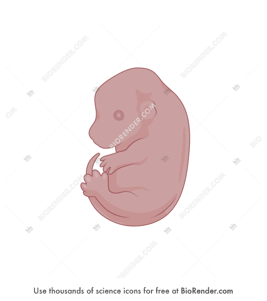 Free Mouse embryo (E14.5) Icons, Symbols & Images | BioRender