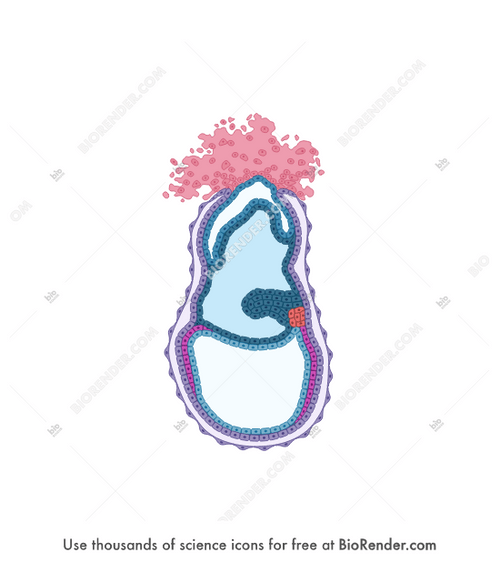 Free Mouse embryo (E7.5) Icons, Symbols & Images | BioRender