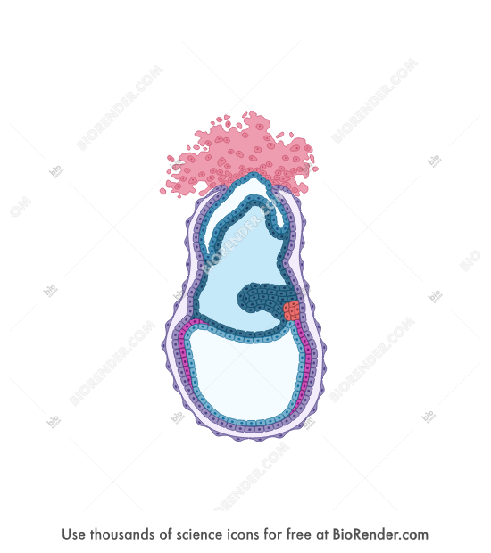 Free Mouse embryo (E7.5) Icons, Symbols & Images | BioRender
