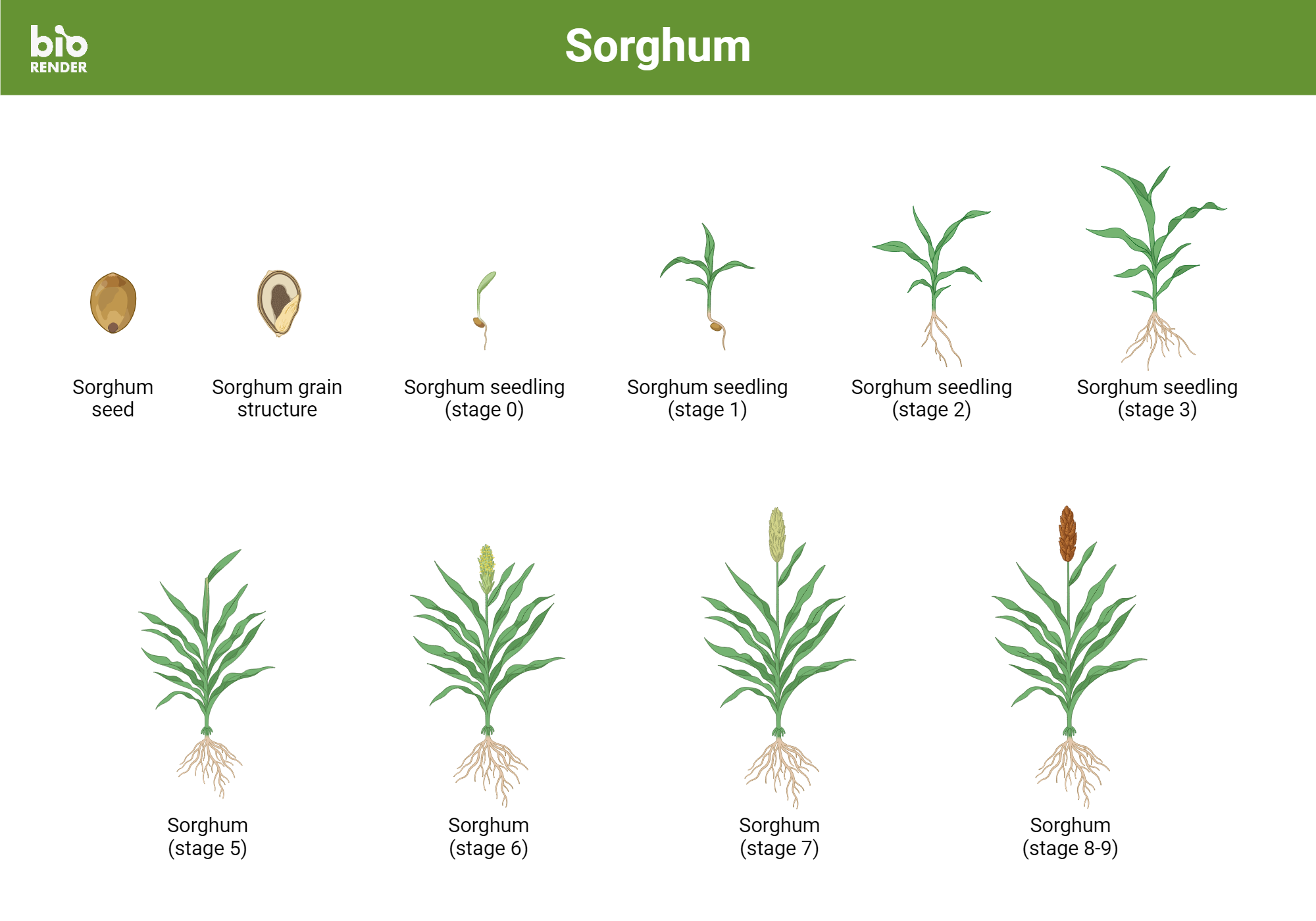 Icon Pack - Sorghum | BioRender Science Templates