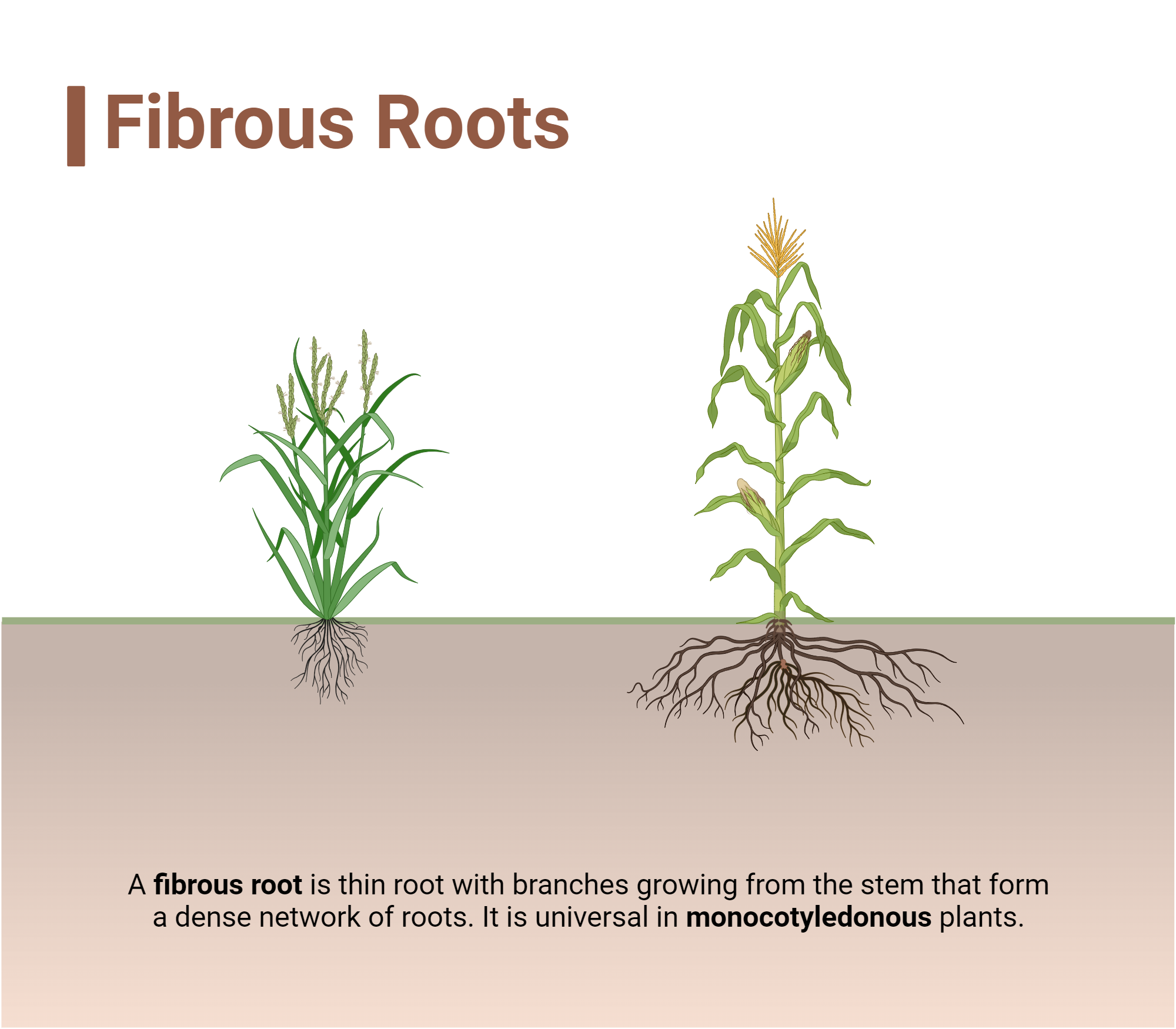 Fibrous Roots BioRender Science Templates Fibrous Roots BioRender Science Templates
