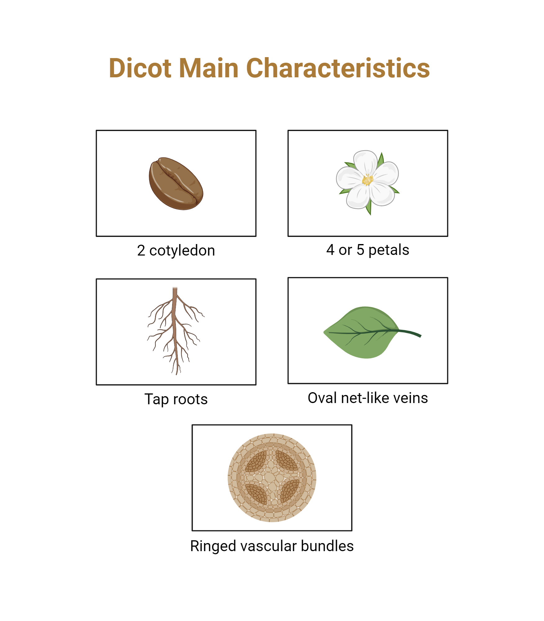 Dicot Main Characteristics | BioRender Science Templates