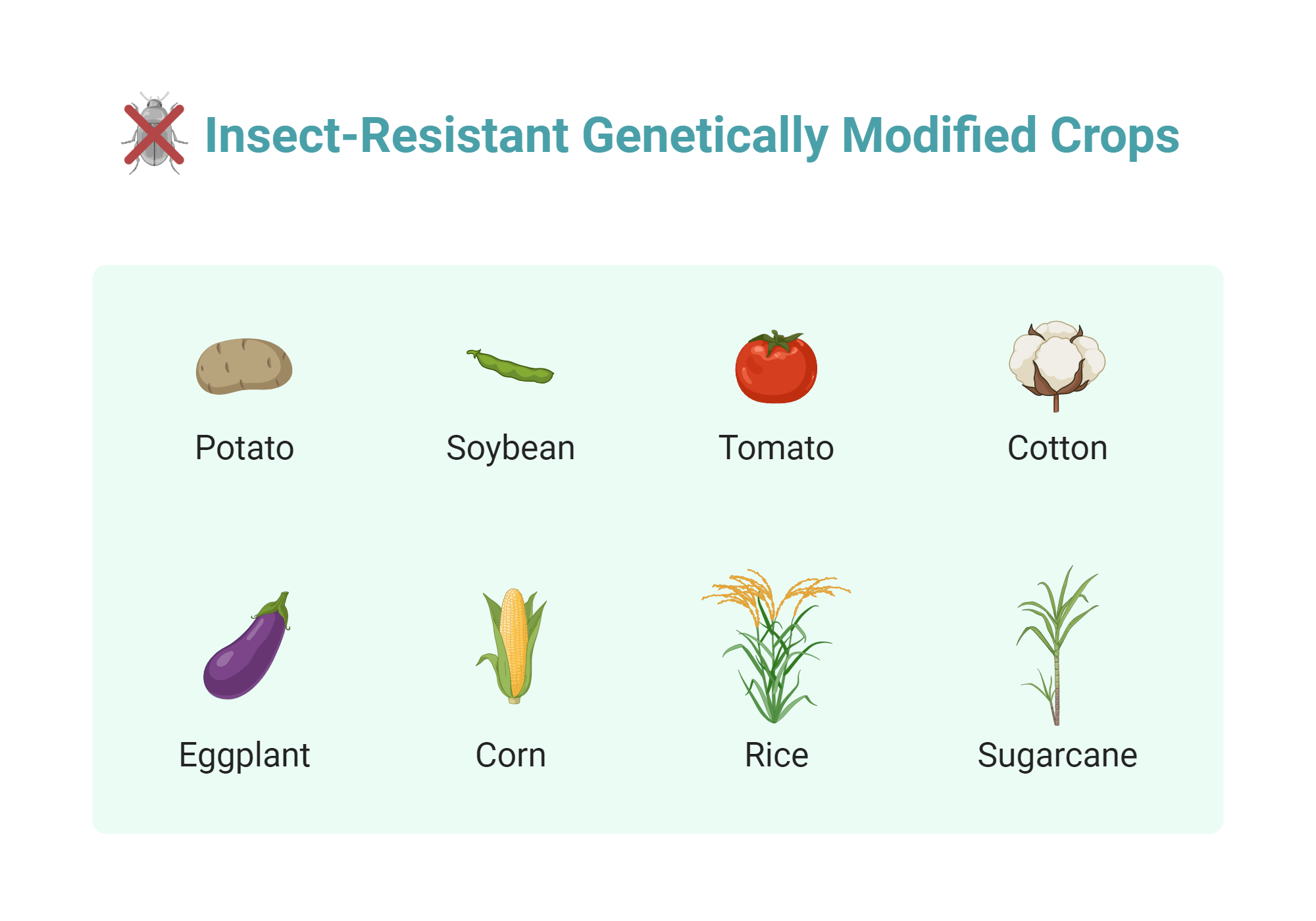 Insect-Resistant Genetically Modified Crops | BioRender Science Templates Insect-Resistant Genetically Modified Crops | BioRender Science Templates