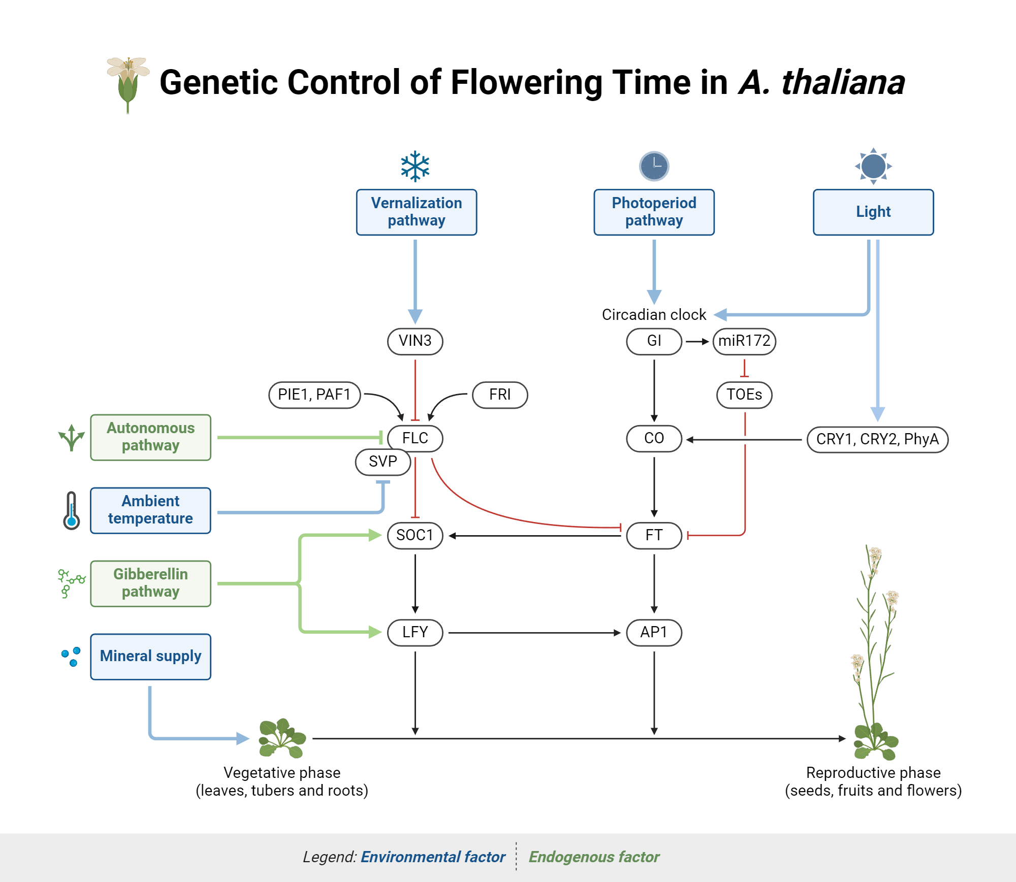 Genetic Control of Flowering Time in A. thaliana | BioRender Science ...