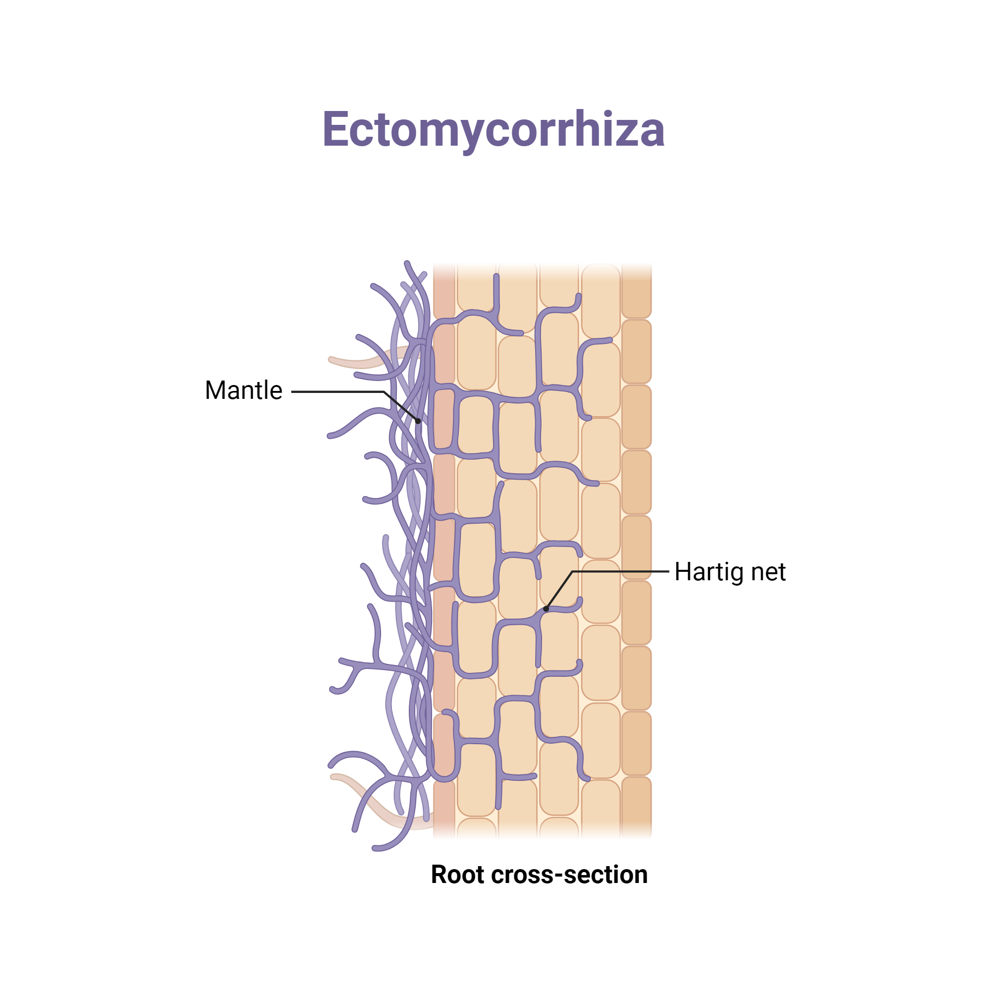 Endomycorrhiza | BioRender Science Templates