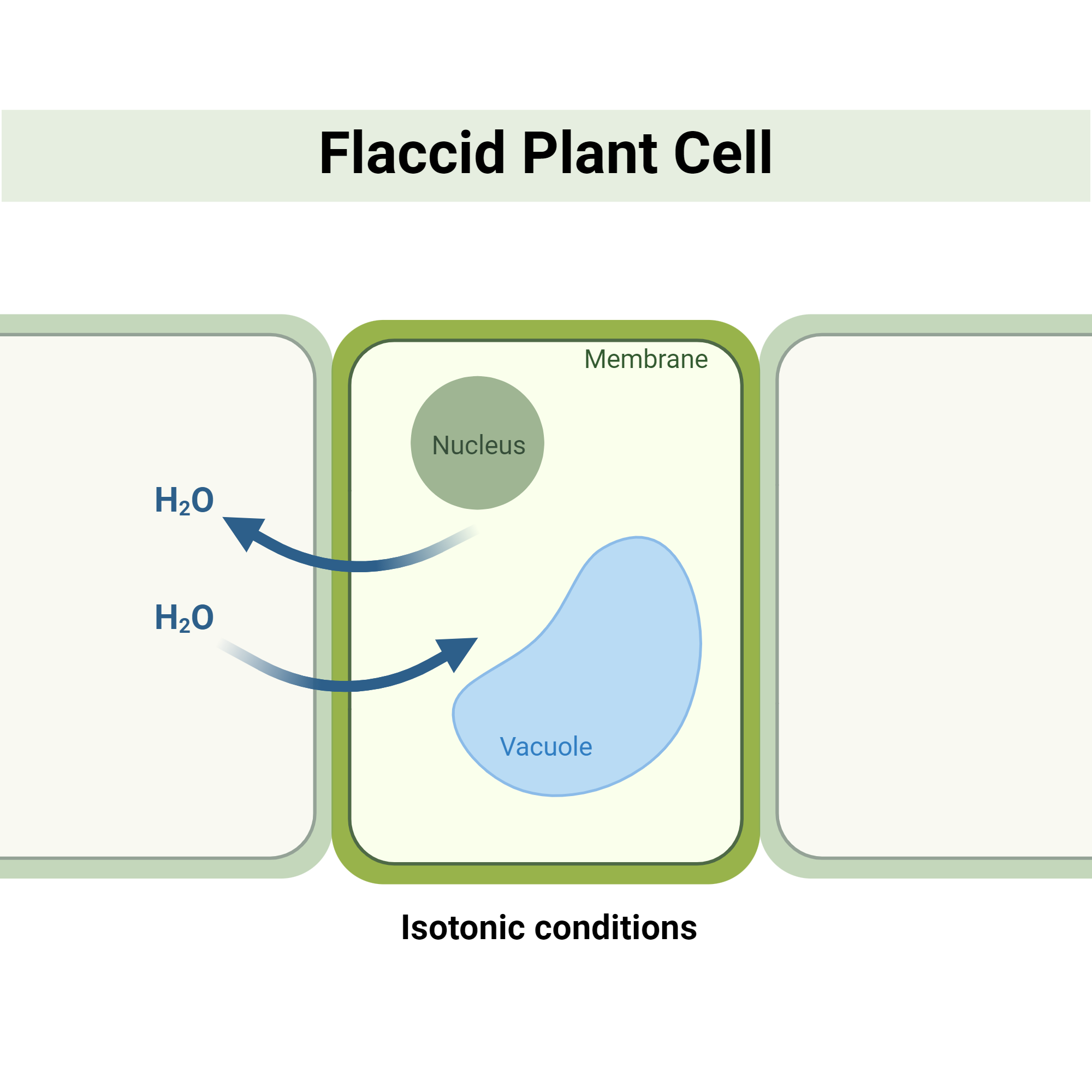 Flaccid Plant Cell | BioRender Science Templates
