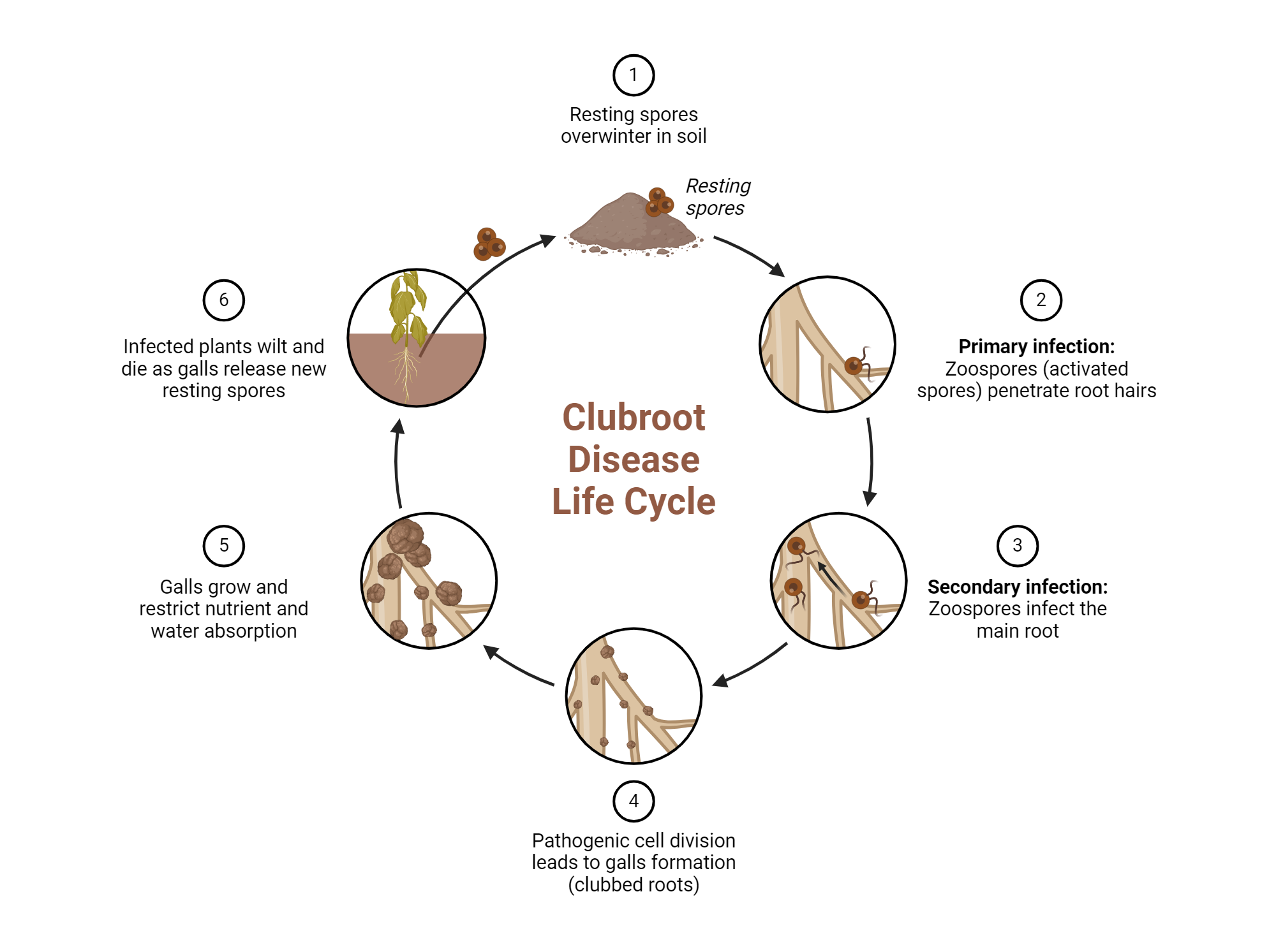 Clubroot Disease Life Cycle | BioRender Science Templates