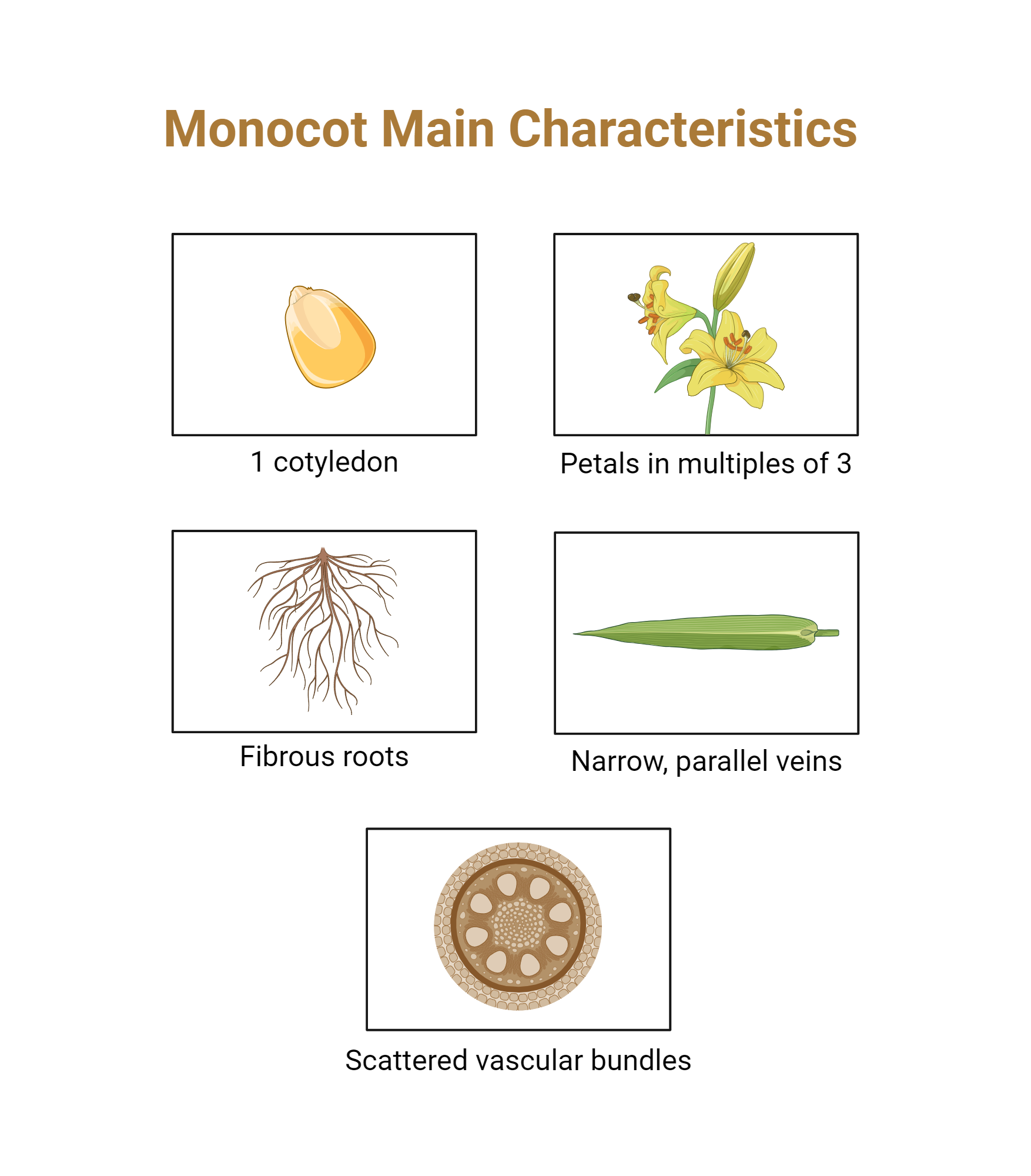 Monocot Main Characteristics | BioRender Science Templates