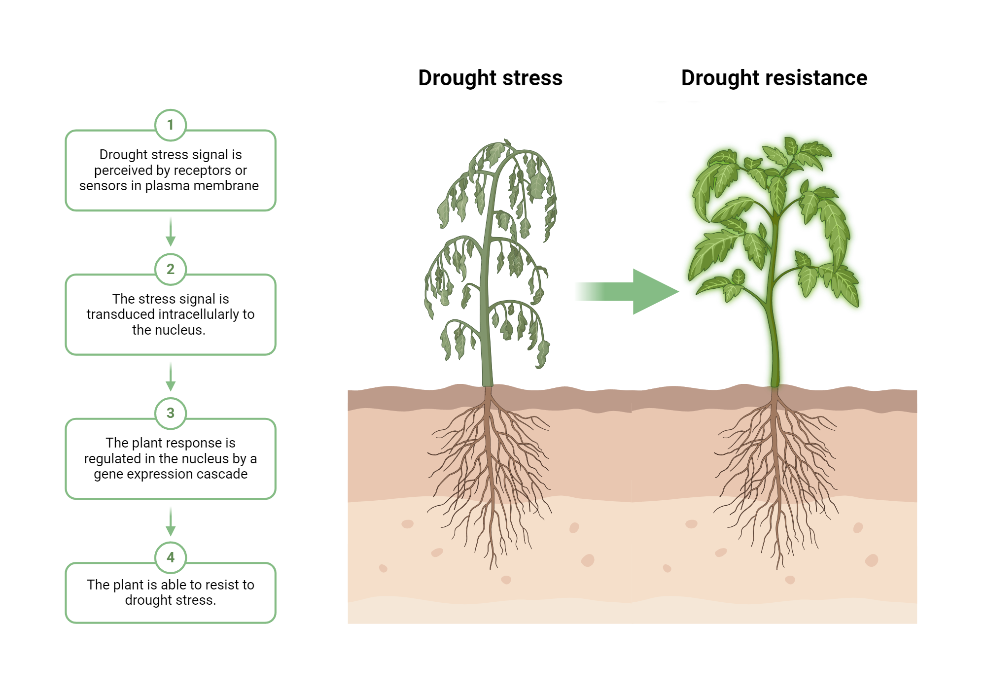 Drought Resistance Mechanism | BioRender Science Templates
