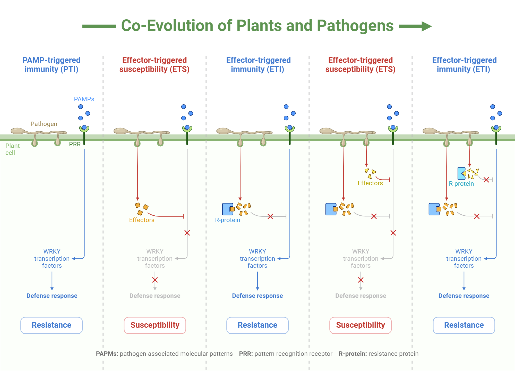 Co-Evolution of Plants and Pathogens | BioRender Science Templates