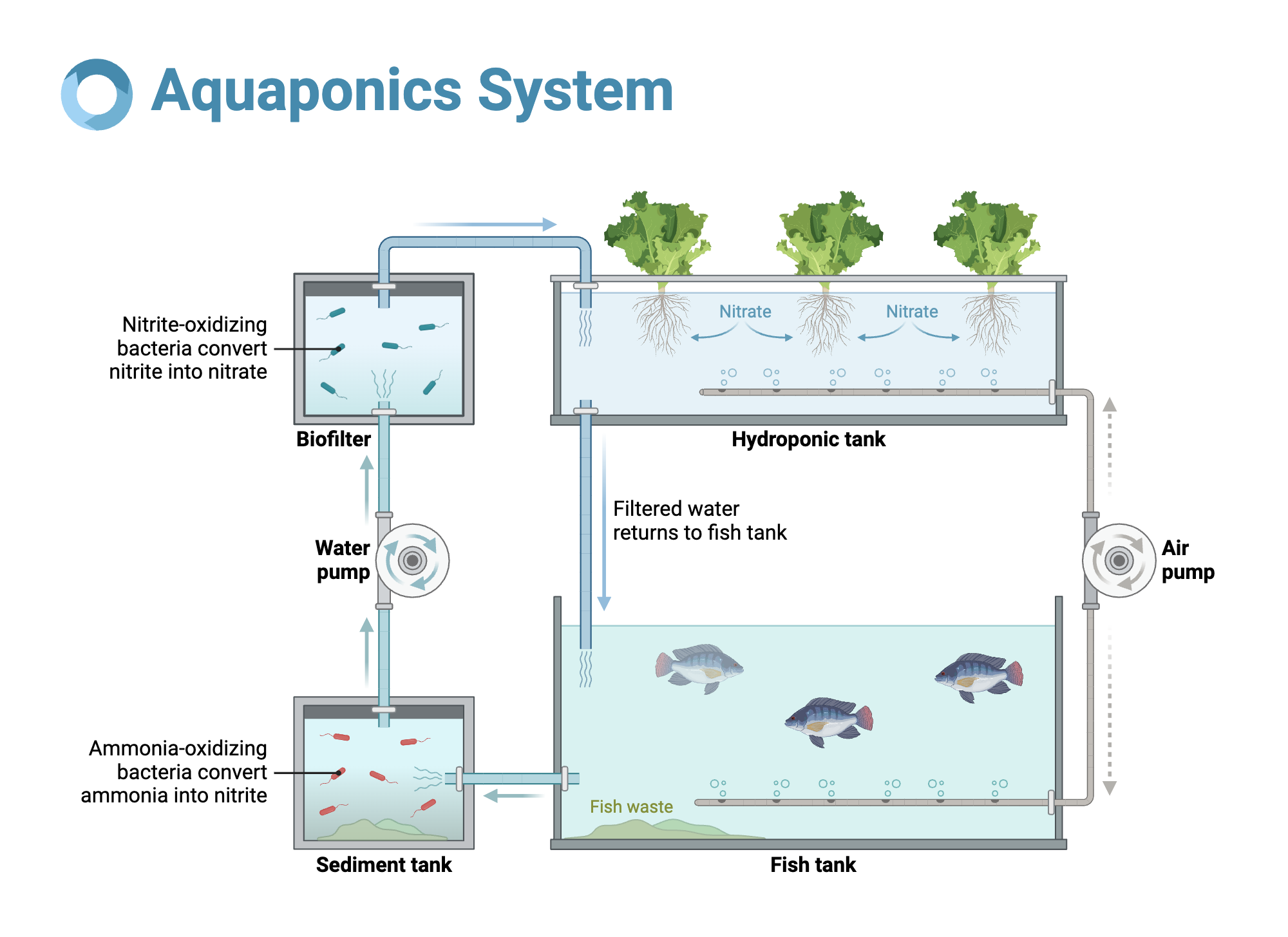 Aquaponics System | BioRender Science Templates