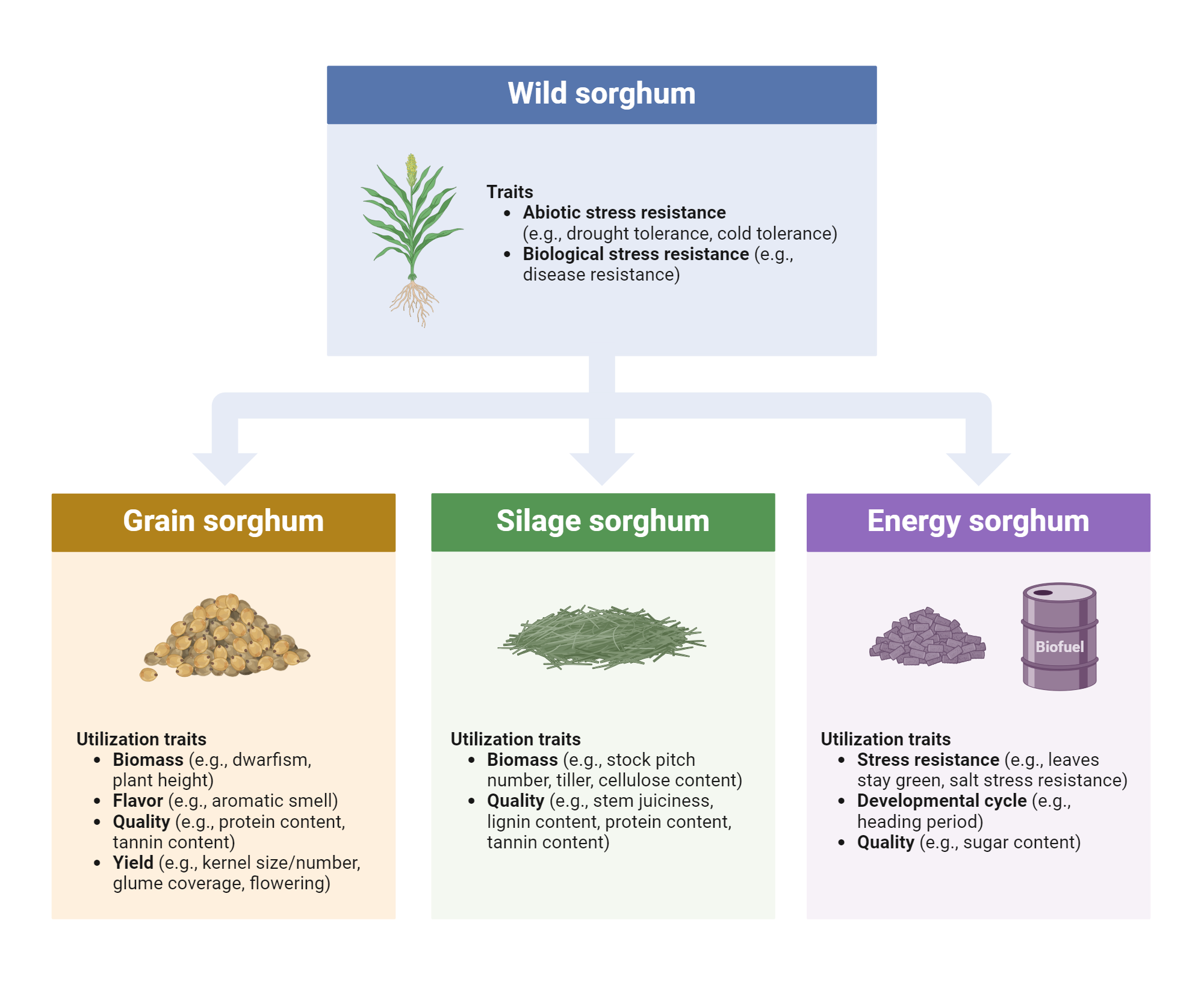 Sorghum: a Crop for Multiple Uses | BioRender Science Templates