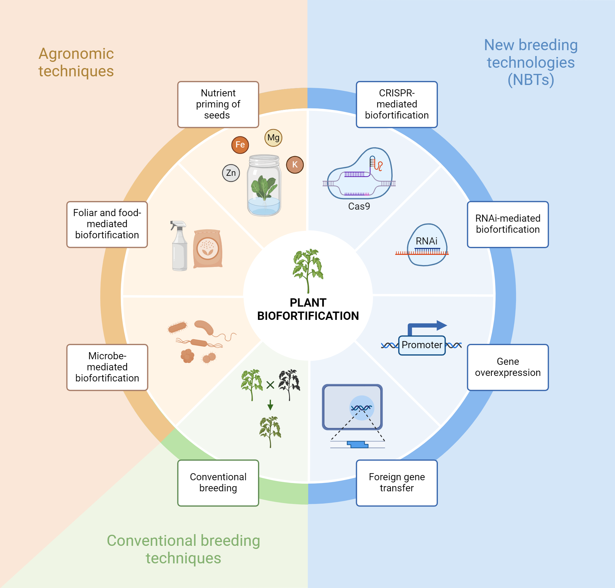 Enhancing Nutritional Quality of Major Crops | BioRender Science Templates